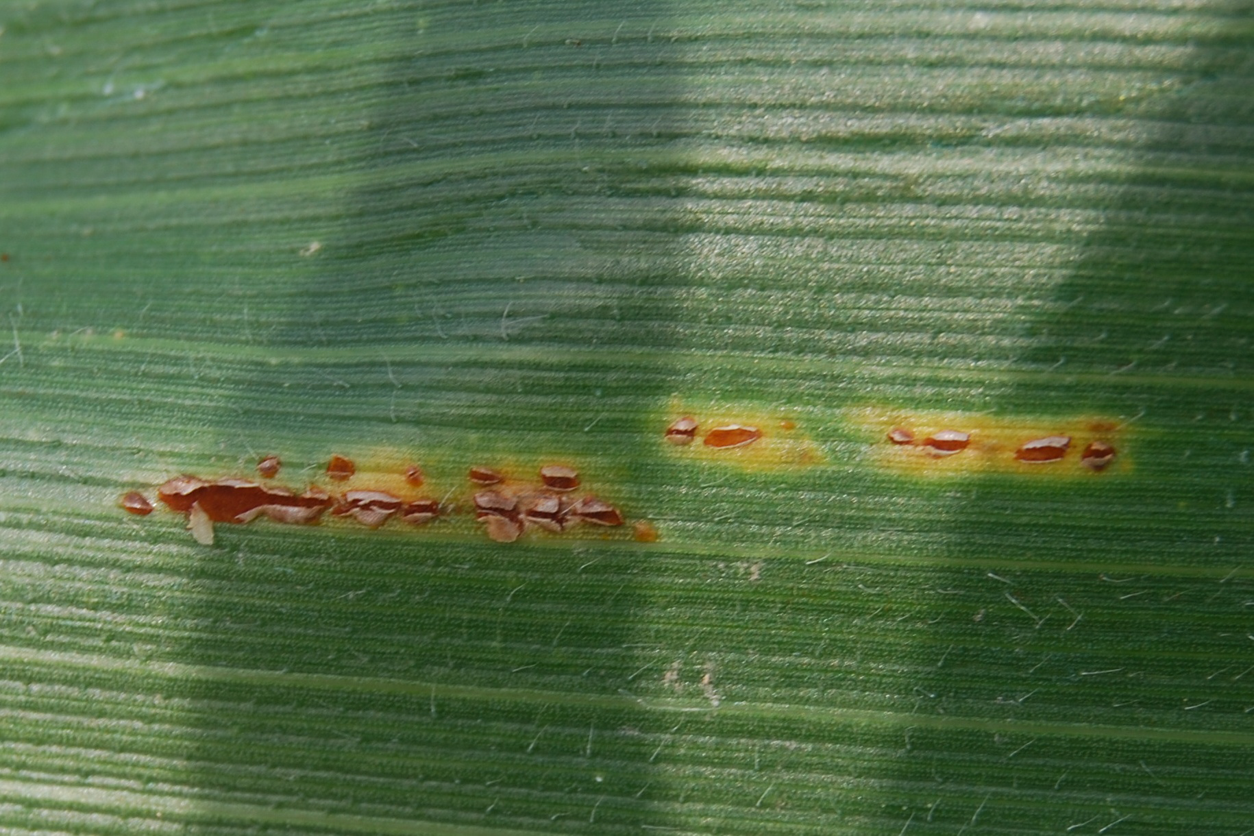 Common rust | Boost Your Bushels | Syngenta US