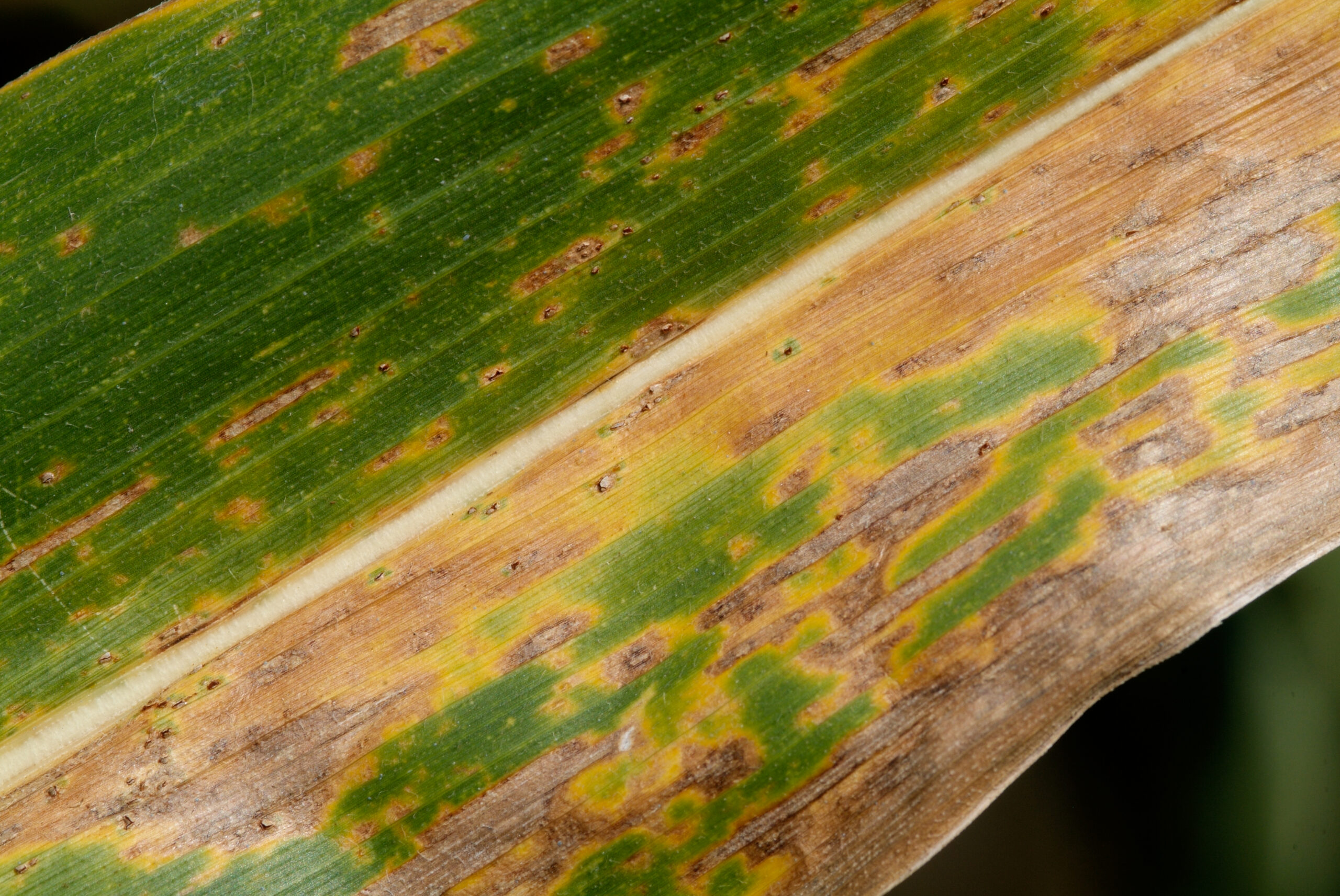 Gray leaf spot | Boost Your Bushels | Syngenta US