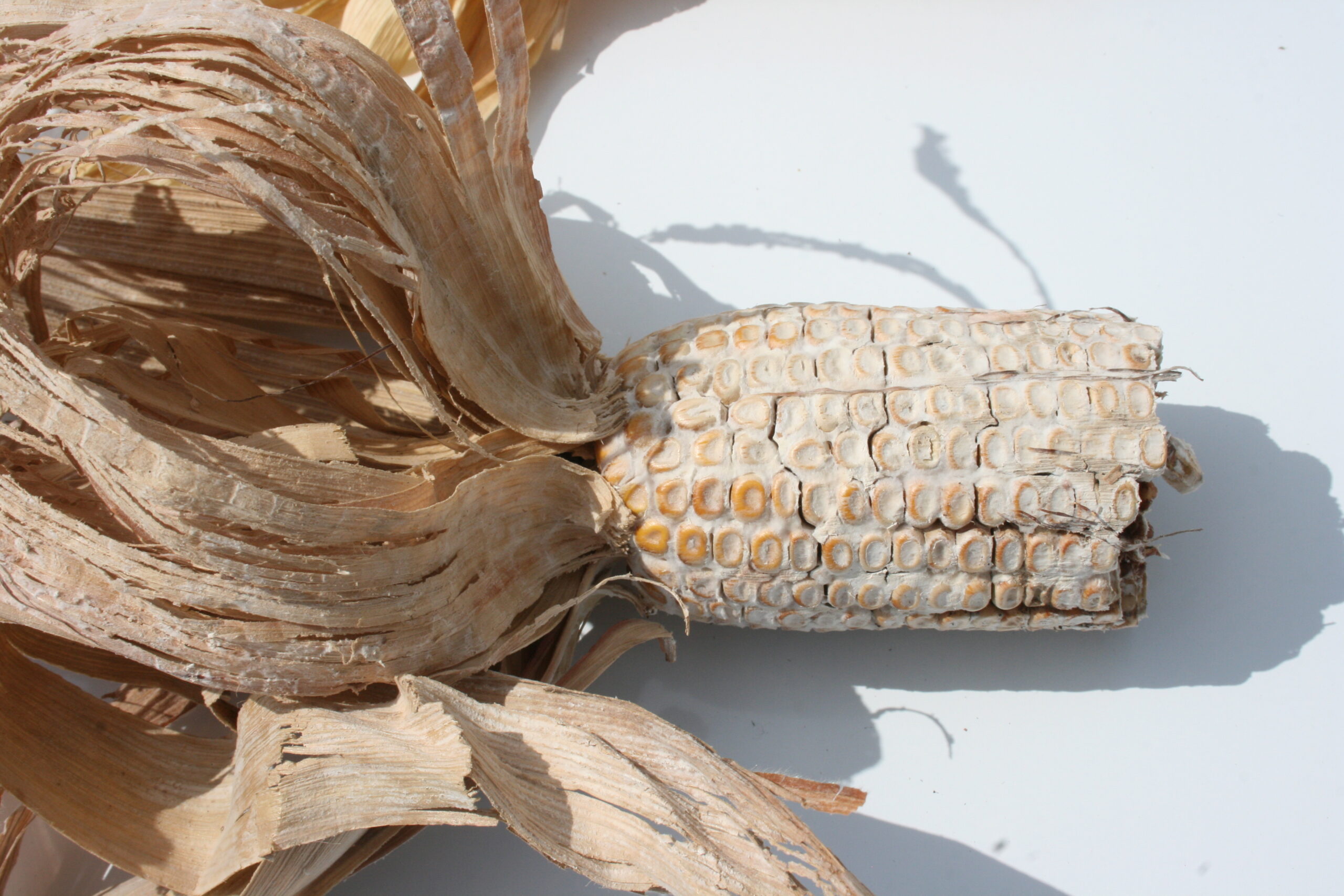 Diplodia ear rot | Boost Your Bushels | Syngenta US