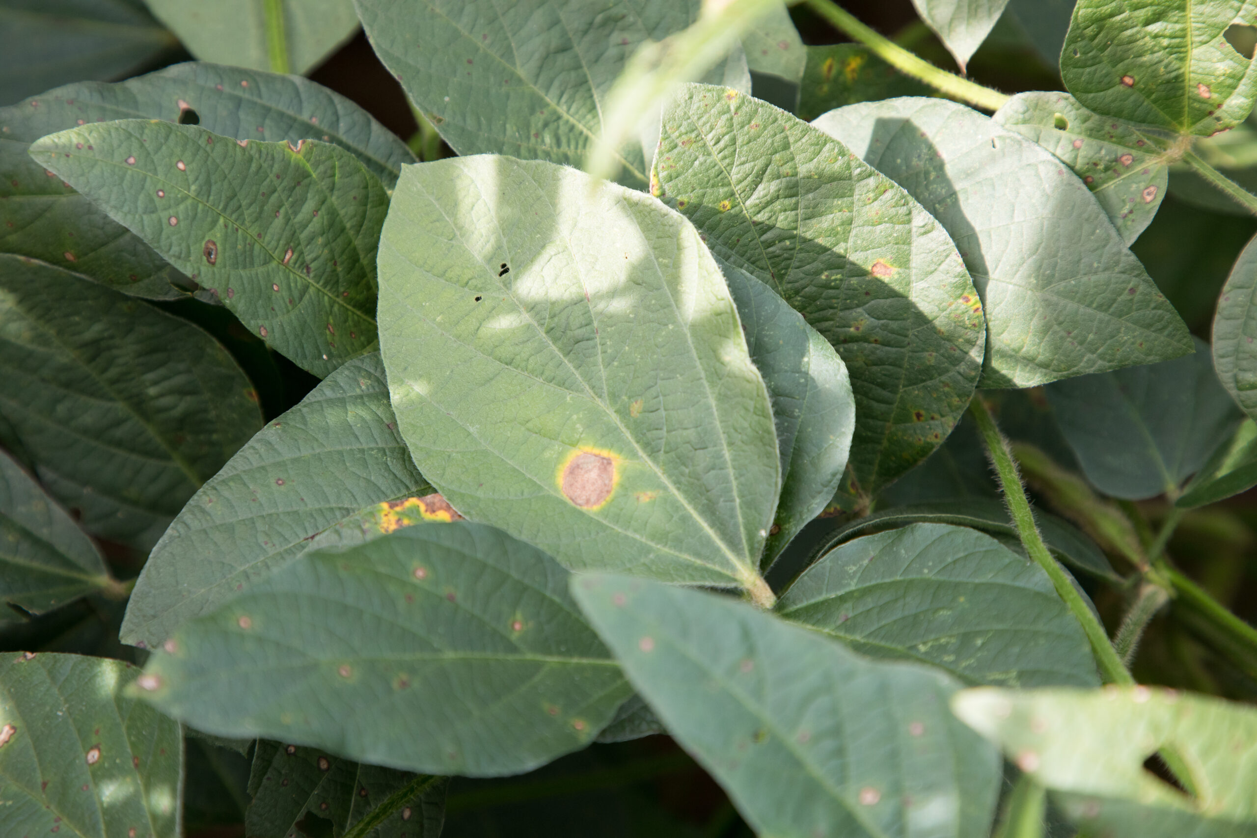 Target spot | Boost Your Bushels | Syngenta US