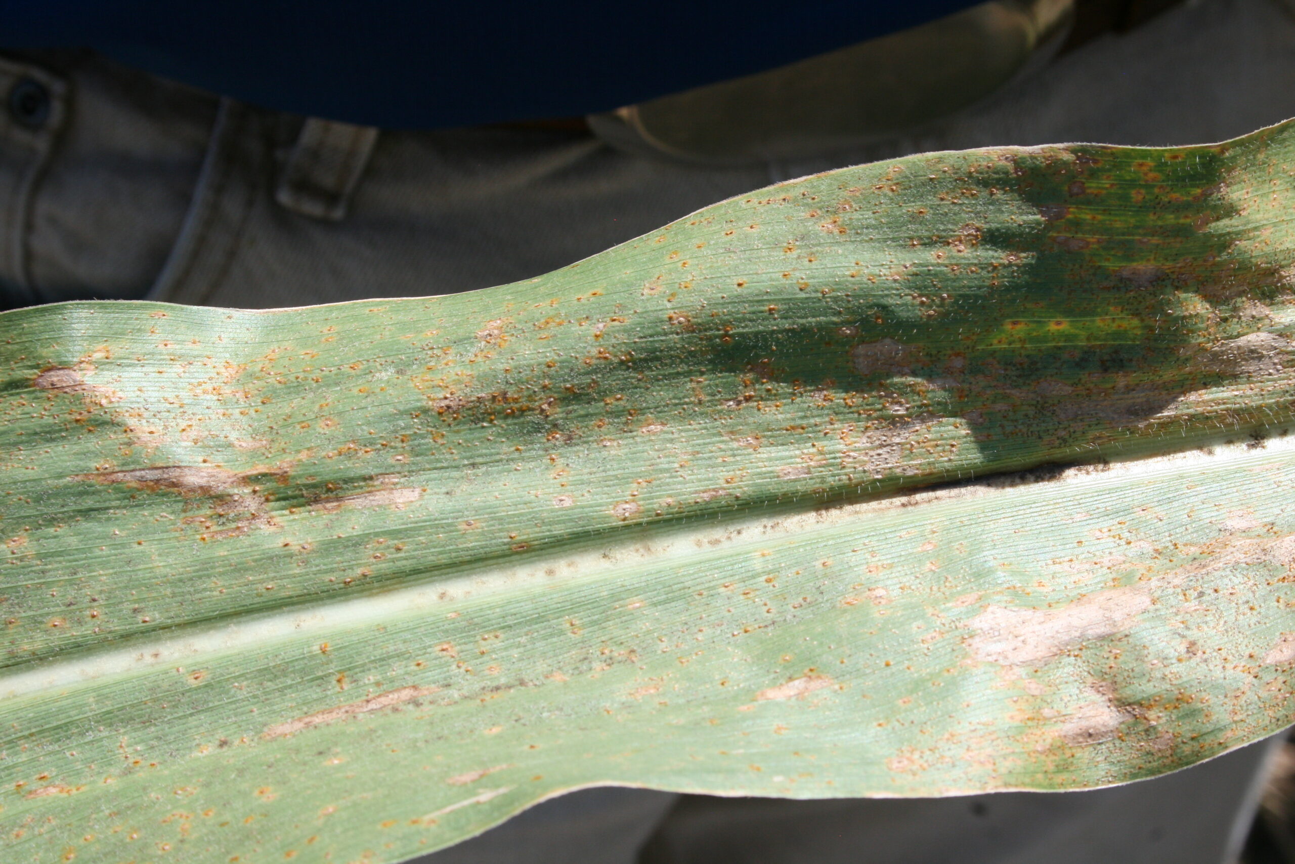 Southern rust | Boost Your Bushels | Syngenta US