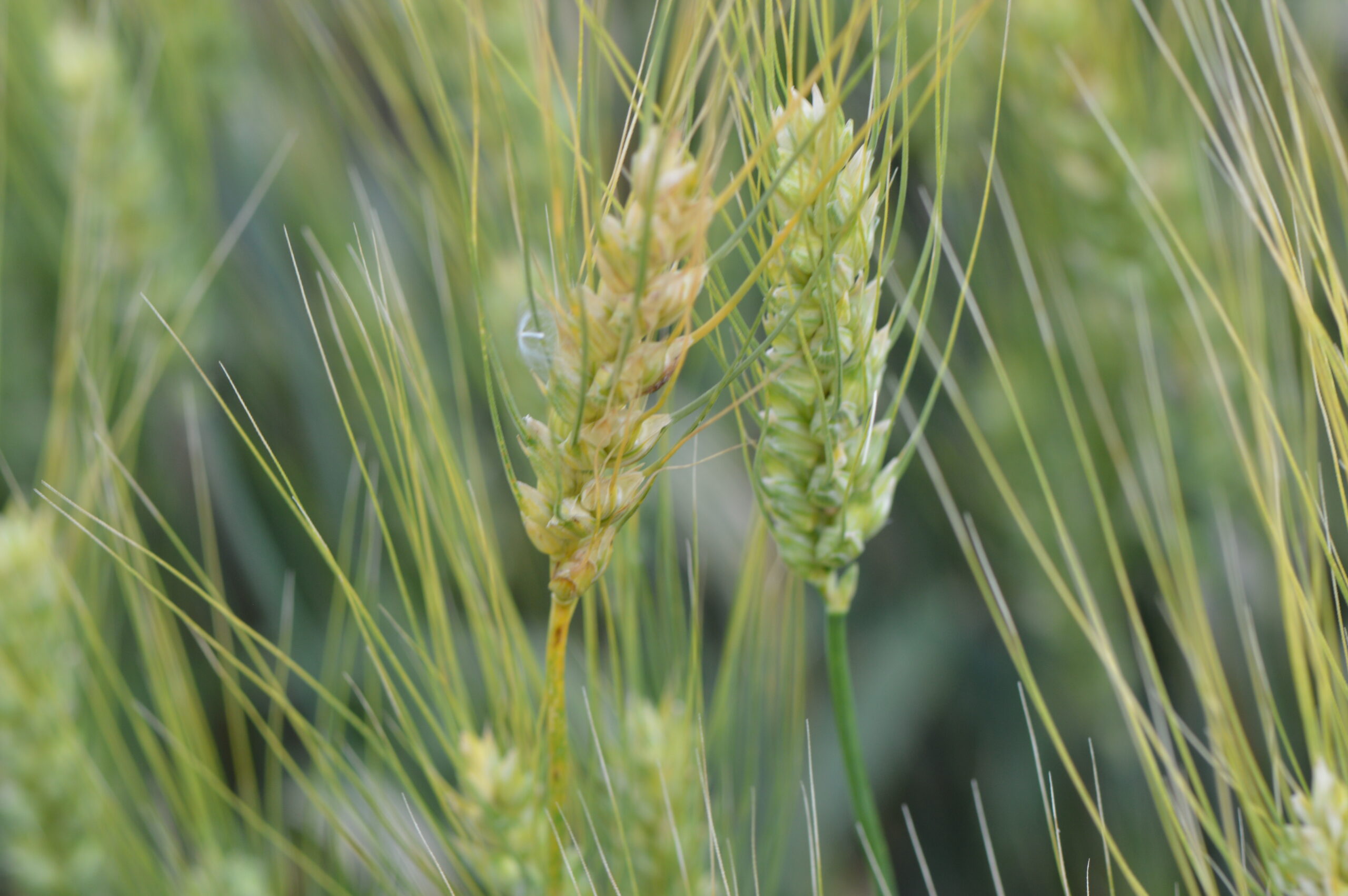 Head scab | Boost Your Bushels | Syngenta US